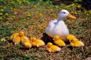7 ways to get your ducks in a row (and your life in order ...