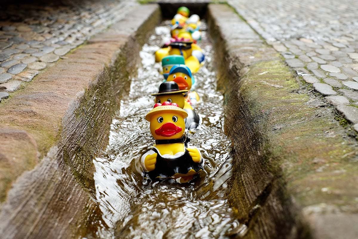 7 ways to get your ducks in a row (and your life in order ...